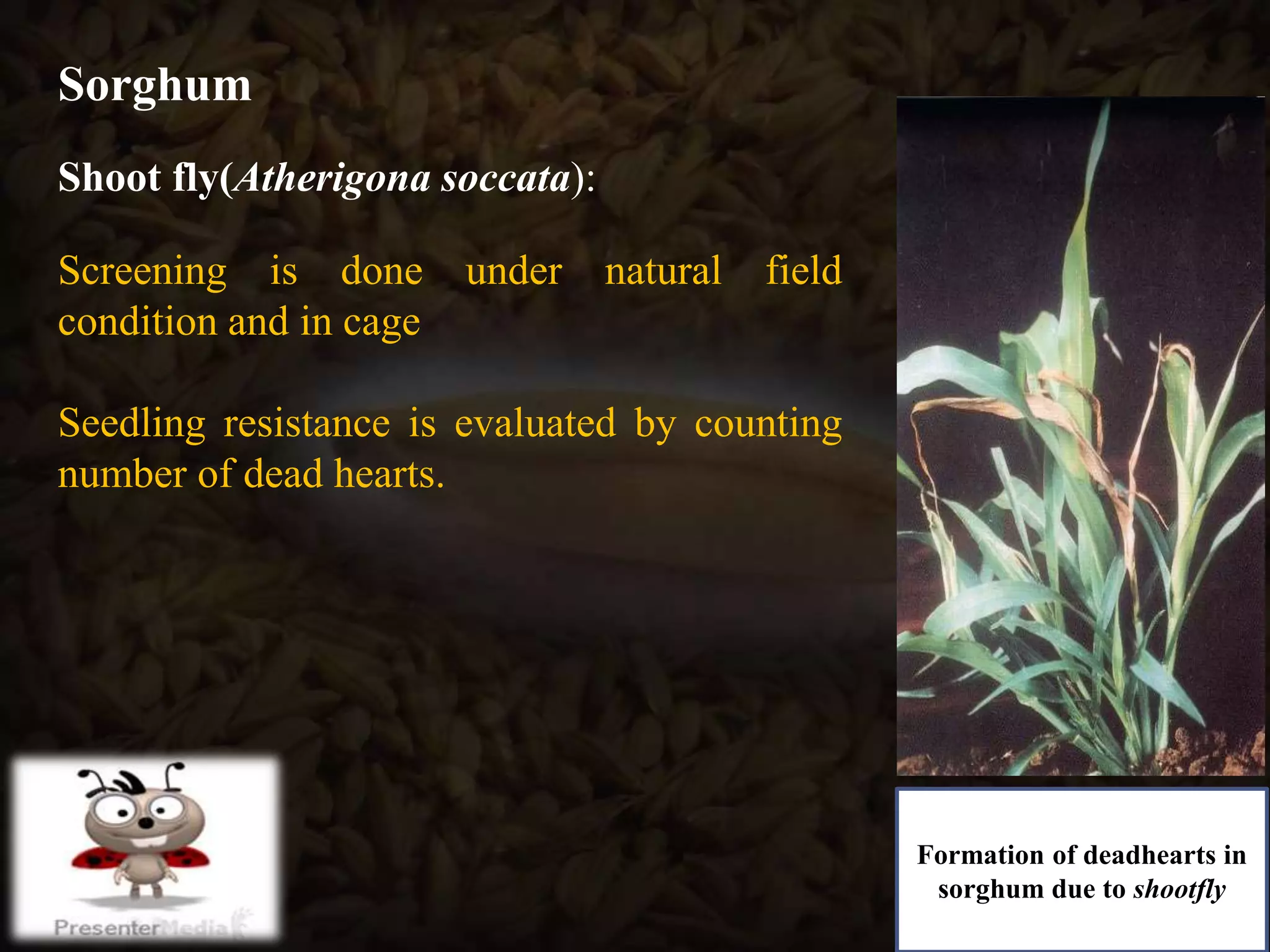 Screening Techniques for Different Insect Pests in Crop Plants | PPTX
