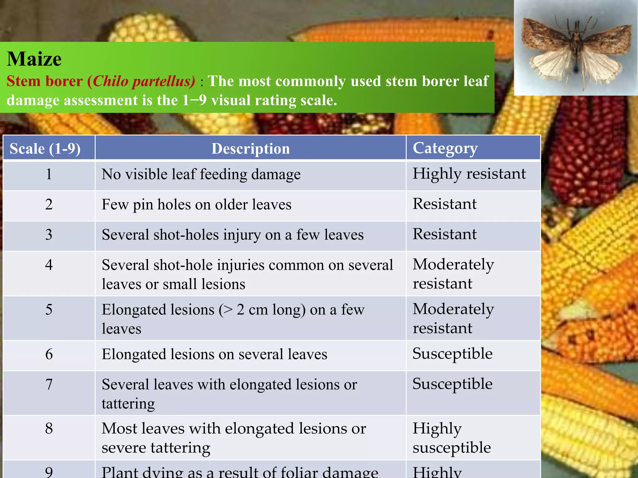 Screening Techniques for Different Insect Pests in Crop Plants | PPTX