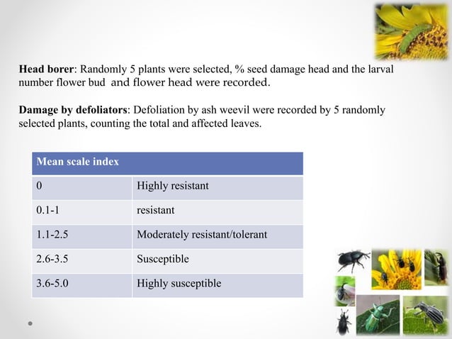 Screening Techniques for Different Insect Pests in Crop Plants | PPTX ...