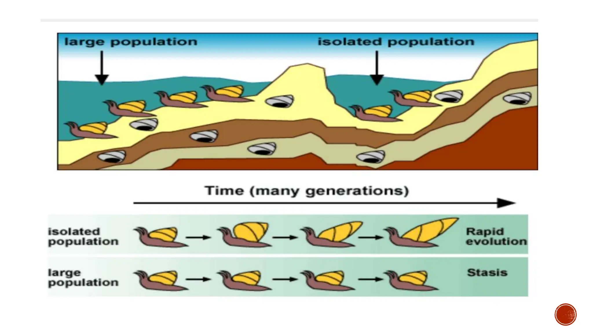 Shweta singh Species Diversity Z-22-18.pptx