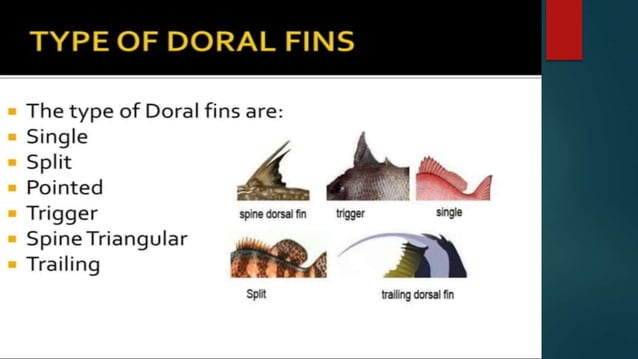 Shweta singh Z-22-18 fins and Locomotion.pptx