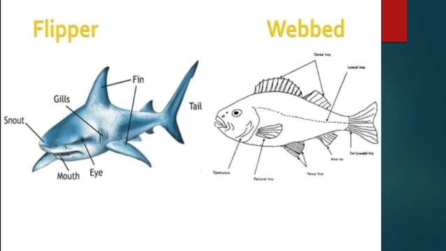 Shweta singh Z-22-18 fins and Locomotion.pptx