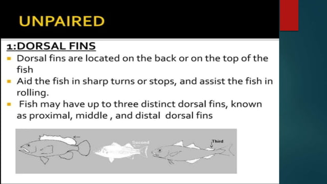Shweta singh Z-22-18 fins and Locomotion.pptx