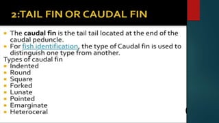 Shweta singh Z-22-18 fins and Locomotion.pptx