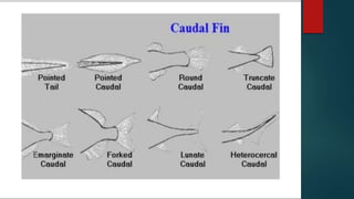 Shweta singh Z-22-18 fins and Locomotion.pptx