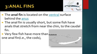 Shweta singh Z-22-18 fins and Locomotion.pptx
