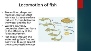 Shweta singh Z-22-18 fins and Locomotion.pptx