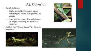 Shweta singh Z-22-18 fins and Locomotion.pptx