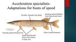 Shweta singh Z-22-18 fins and Locomotion.pptx