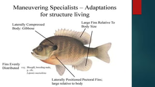 Shweta singh Z-22-18 fins and Locomotion.pptx