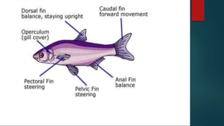 Shweta singh Z-22-18 fins and Locomotion.pptx