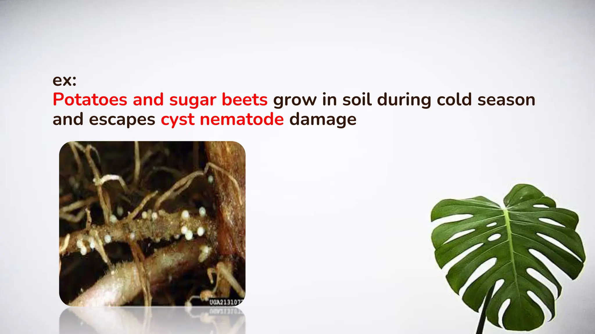 Eco-friendly management of plant parasitic nematode | PPTX