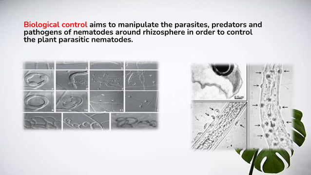 Eco-friendly management of plant parasitic nematode | PPT