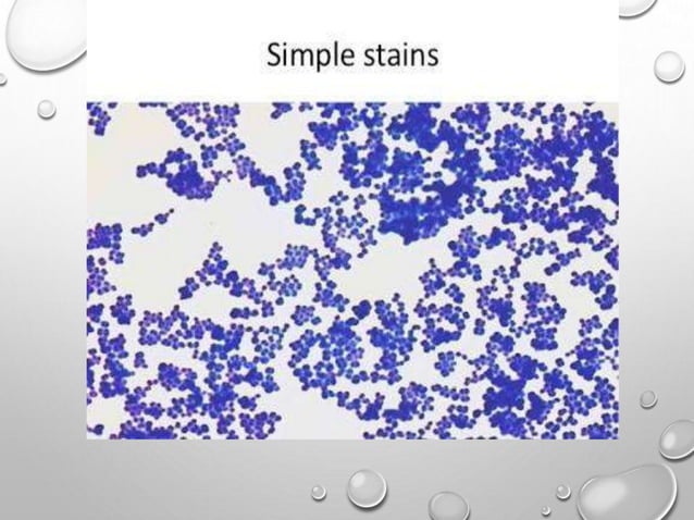 STAINING TECHNIQUES AND TYPES PROCEDURE. | PPTX | Chemistry | Science