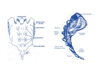 Sacroiliac(SI) Joint Dysfunction,Evaluation and Treatment | PDF