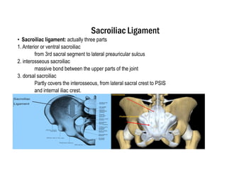 Ventral Sacroiliac Ligament