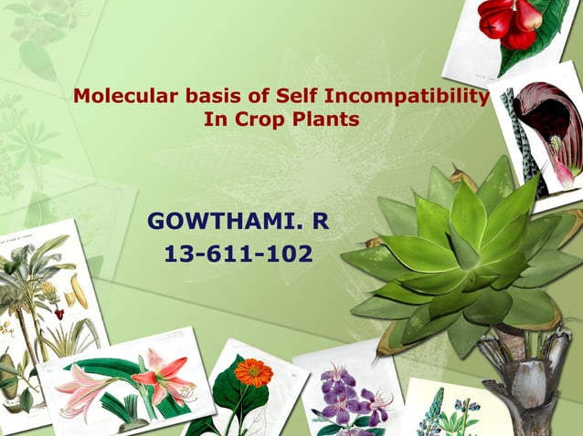 Molecular basis of Self Incompatibility In Crop Plants | PPT ...