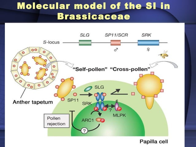 Molecular basis of Self Incompatibility In Crop Plants | PPT ...
