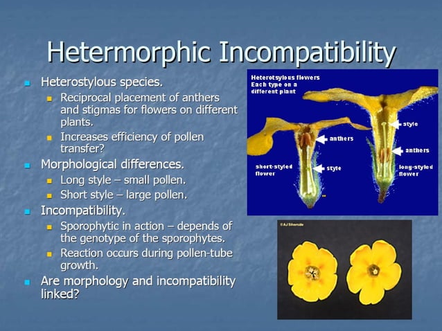 Molecular basis of Self Incompatibility In Crop Plants | PPT ...