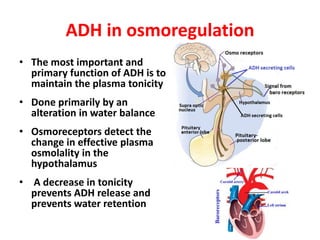 Syndrome of inappropriate antidiuretic hormone release | PPTX