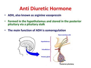 Antidiuretic Hormone