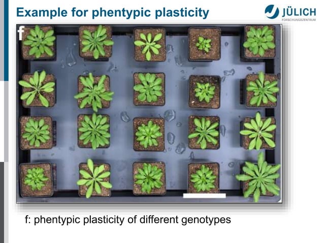Plant Phenotyping, a new scientific discipline to quantify plant traits ...