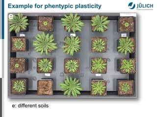 Plant Phenotyping, a new scientific discipline to quantify plant traits ...