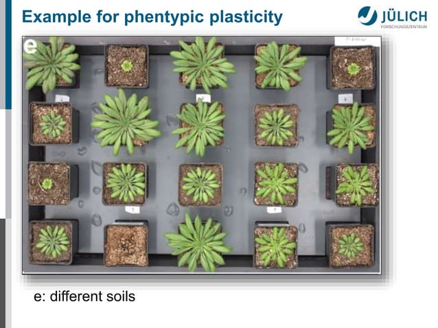 Plant Phenotyping, a new scientific discipline to quantify plant traits ...