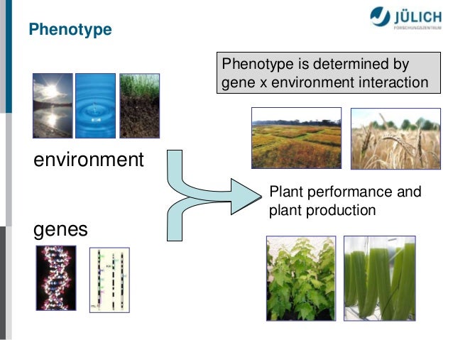 Plant Phenotype