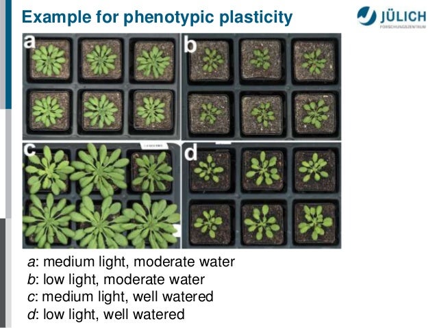 Plant Phenotype