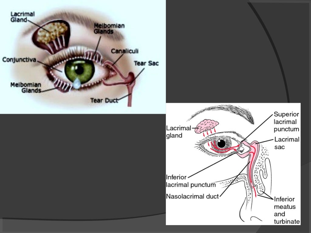 Sialography & dacrocystography