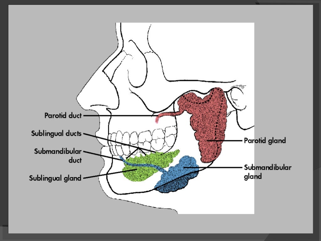 Sialography & dacrocystography