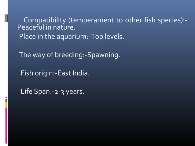 Fighter Fish | PPT | Fish and Aquariums | Pets