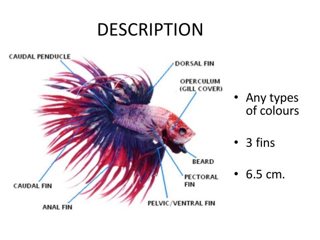 Siamese fighting fish