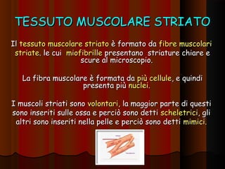 Siatema muscolare | PPT | Biological Sciences | Science