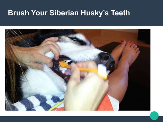 Siberian Husky Dental Health | PPT