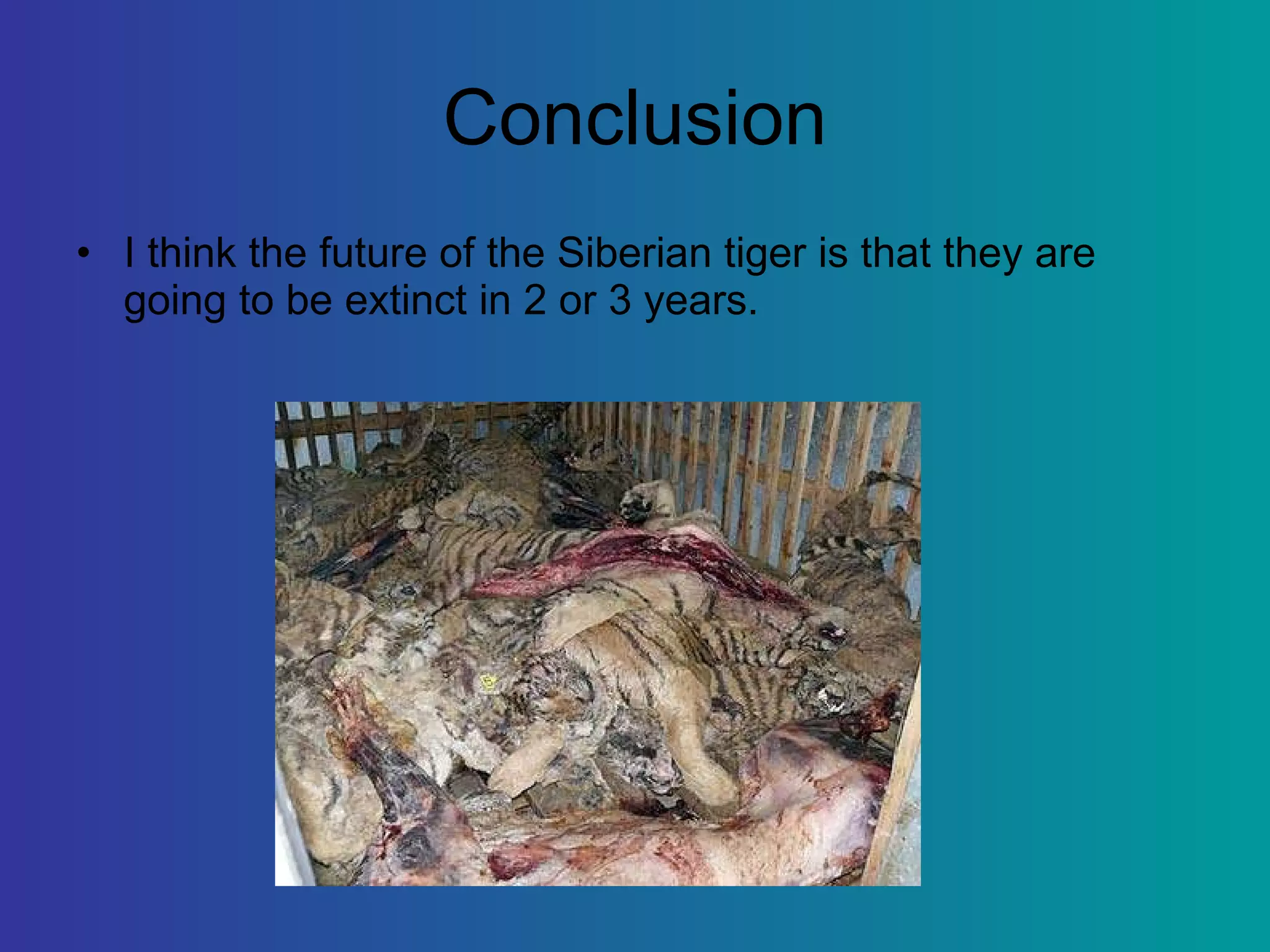 Siberian tiger | PPT