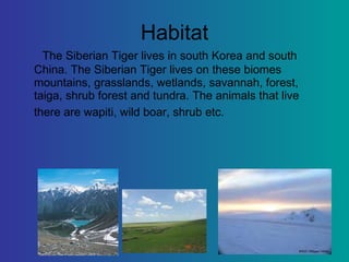 Siberian tiger | PPT