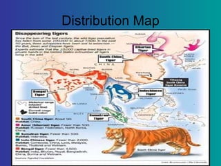 Siberian Tiger Habitat Map