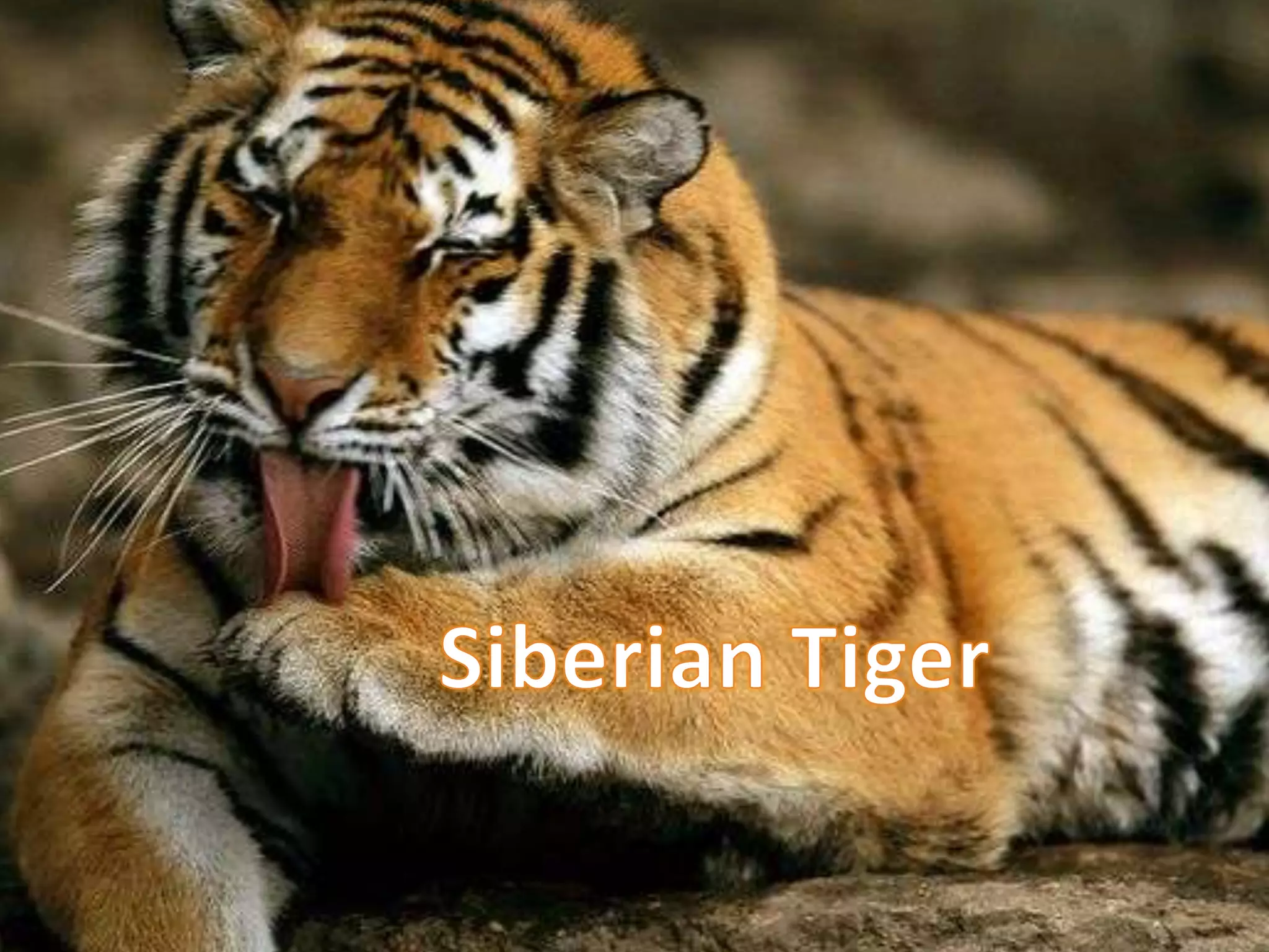 Siberian tiger | PPTX