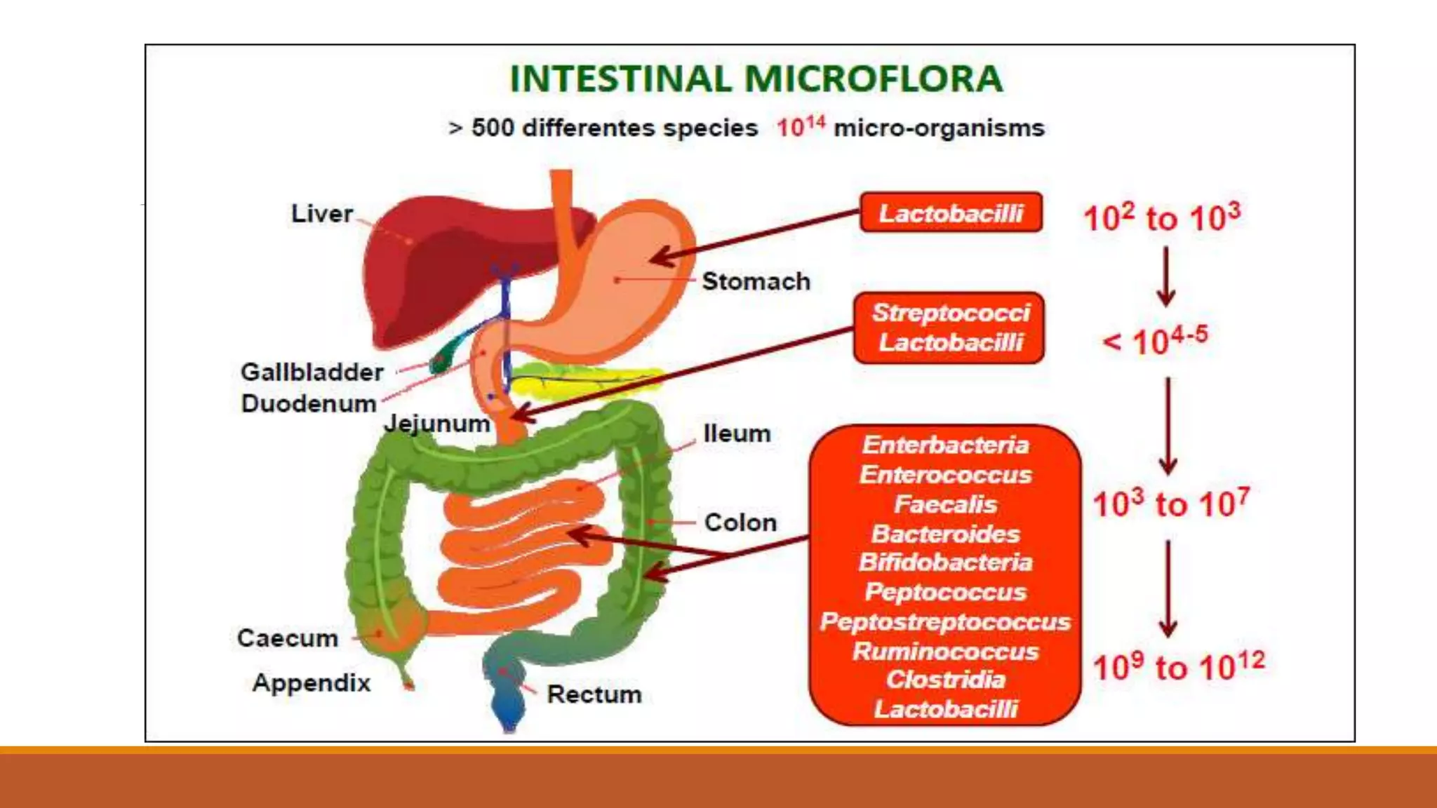 Small Intestinal Bacterial Overgrowth (SIBO) | PPTX