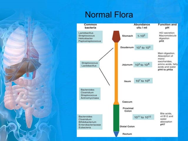 Small Intestinal Bacterial Overgrowth Update 2015 | PPTX | Digestive ...