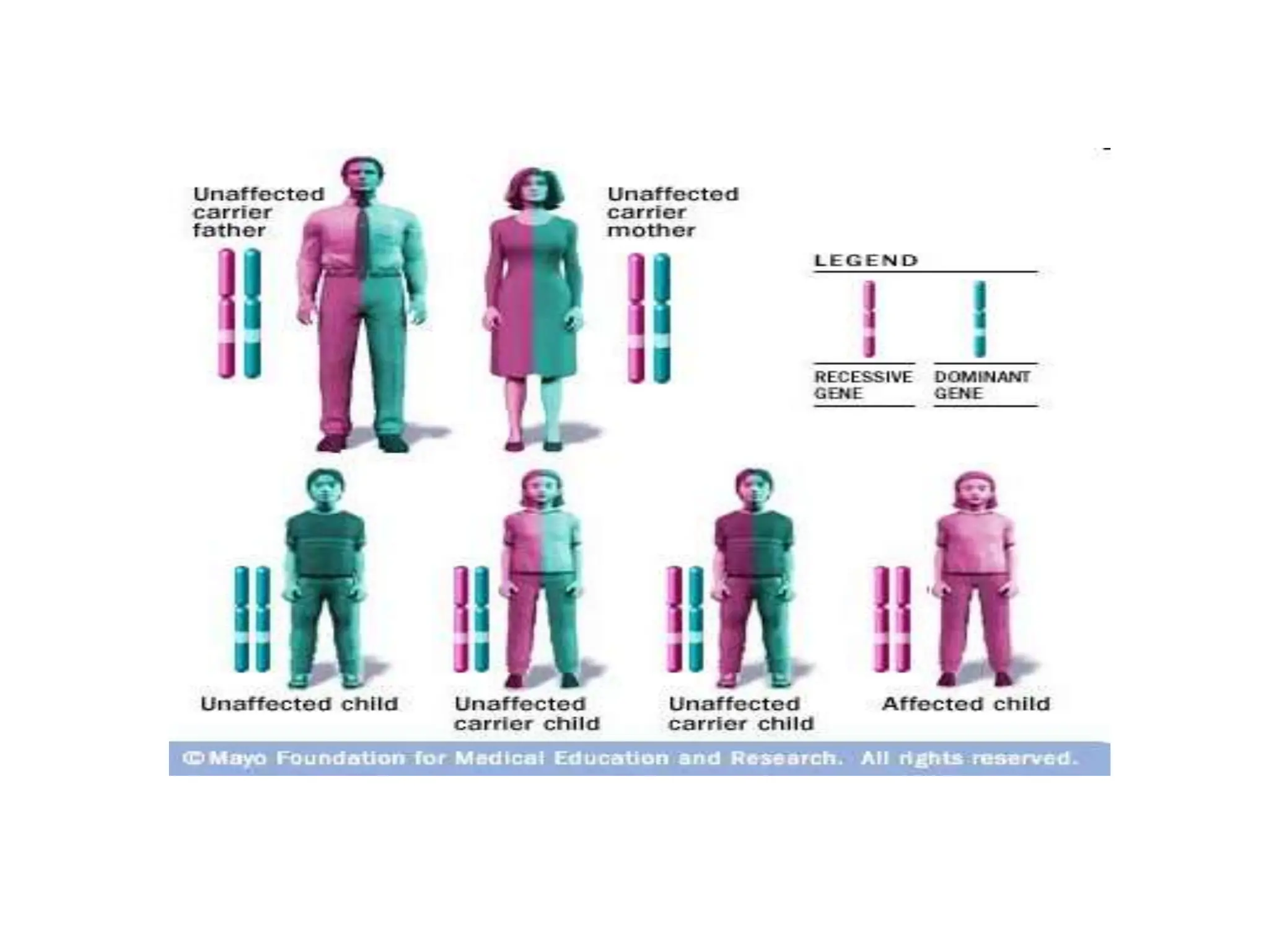 Sickle-Cell-Anemia-Powerpoint presentation | PPTX