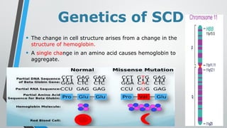 Sickle Cell Anemia with pathophysiology and explanation | PPT