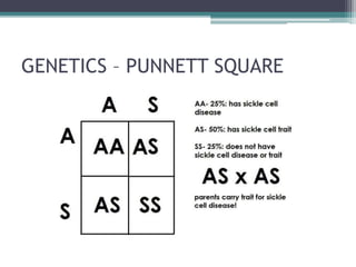 Sickle Cell Anemia Punnett Square