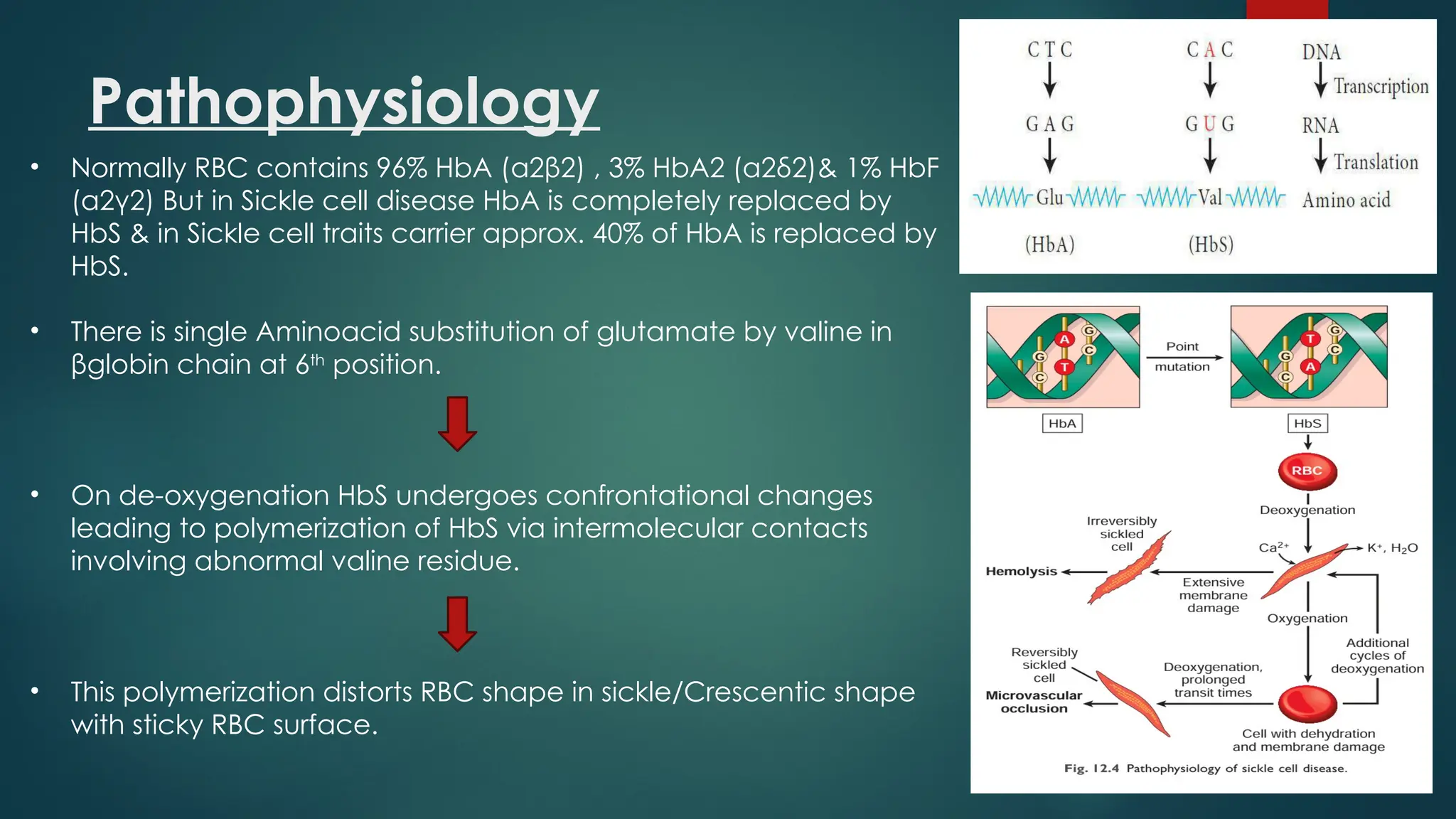 everything about SICKLE CELL ANEMIA (Biochemistry) | PPTX