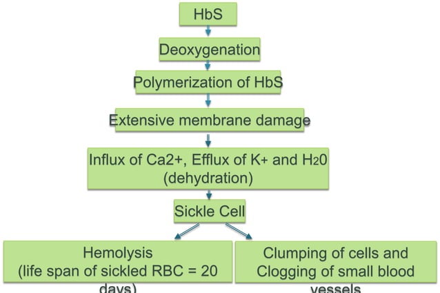 Sickle cell anemia | Hemoglobinopathies | PPT