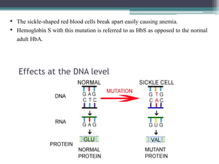 Sickle Cell Anemia Mutation