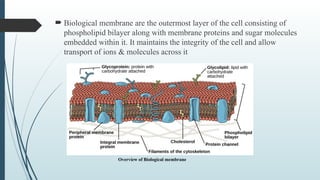 Pharmacokinetics and Compartmental modelling.pptx
