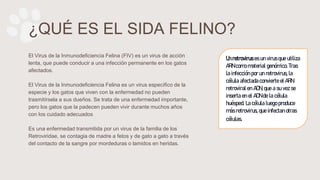 SIDA FELINO, retrovirus, inmunodeficiencia felina, bit | PDF